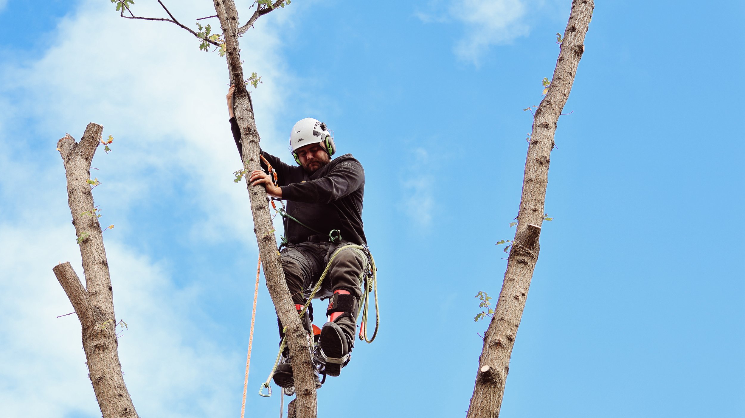 The Tree Guys - Professional Arboriculture Tree & Hedge Services ...