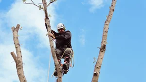 The Tree Guys - Professional Arboriculture Tree & Hedge Services ...