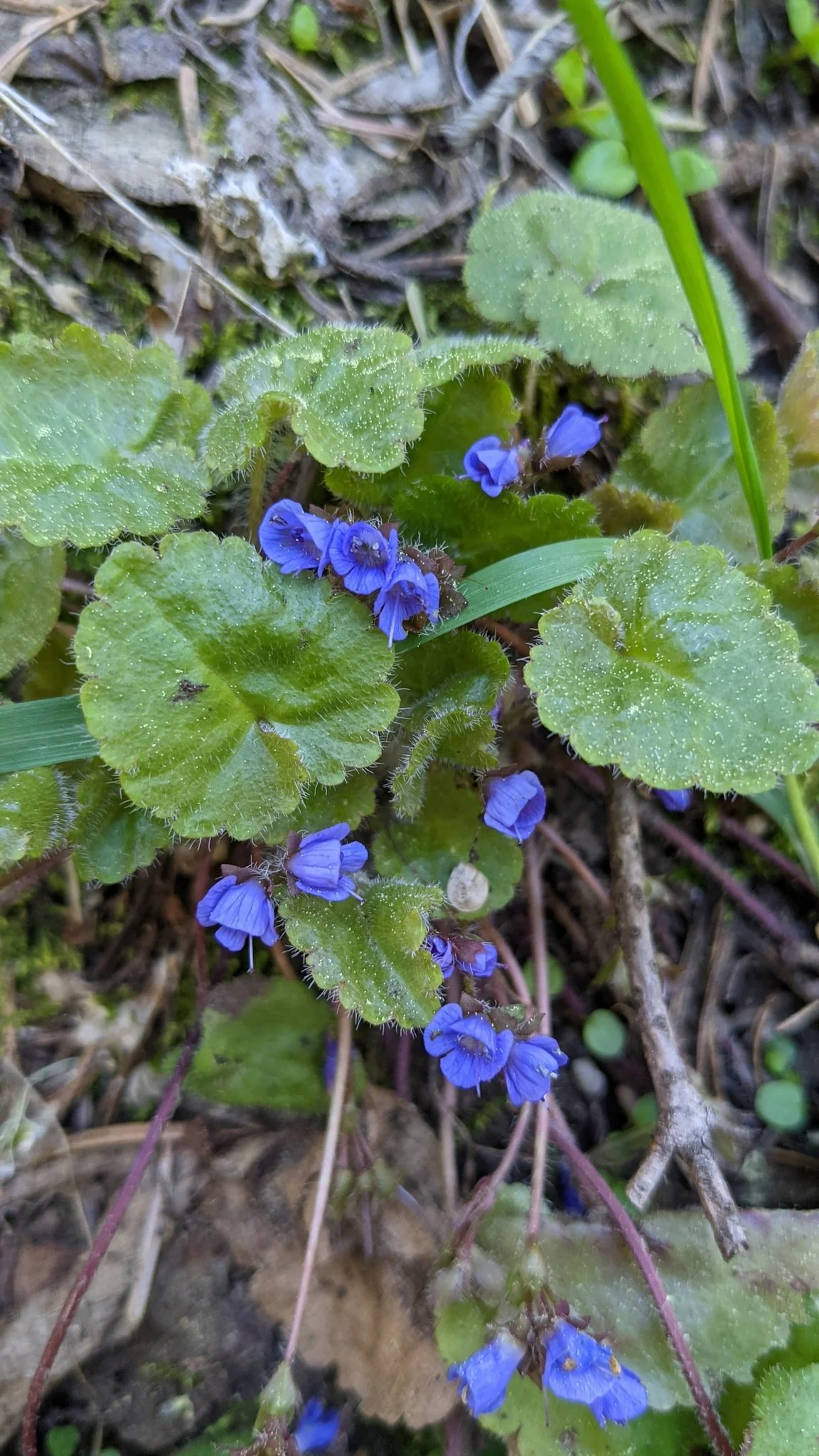 RARE NATIVE PLANTS THAT I’D LOVE IN MY PORTLAND GARDEN — Hannah Rusnac