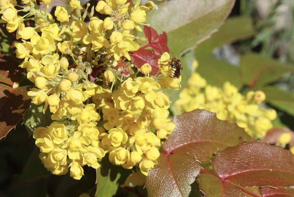 WHAT I WISH I KNEW BEFORE STARTING MY NATIVE PLANT GARDEN — Hannah Rusnac