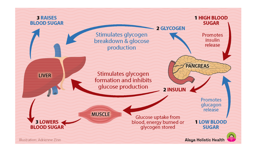 Optimal Nutrition Guide: Part 1 | 4:8 PHYSIO