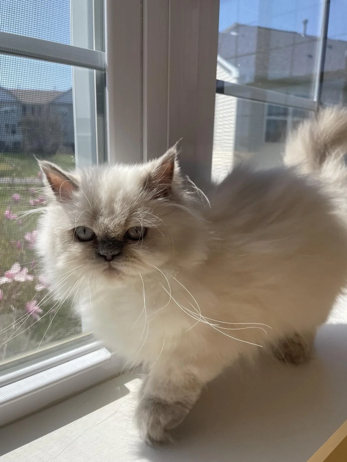 Care for Your Cat — Him-A-Laying Cattery