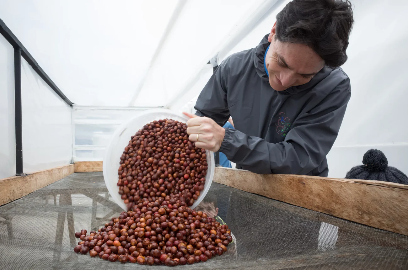 Typica Coffee Variety: History, Genetics, Flavor Profile, and ...