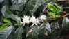 Typica Coffee Variety: History, Genetics, Flavor Profile, and ...