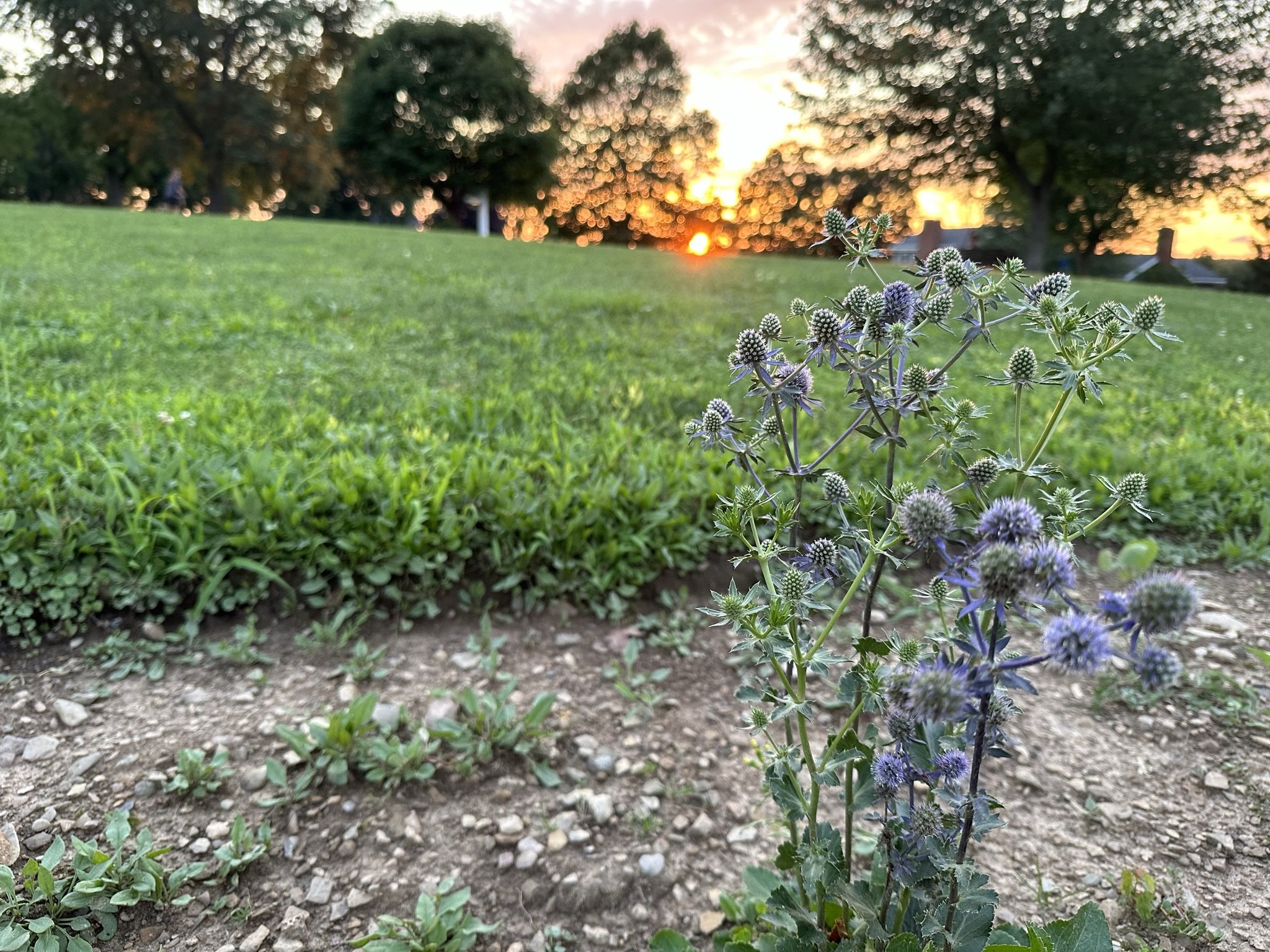 Mary Mae Gardens