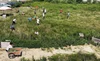 Friends of Hempstead Plains