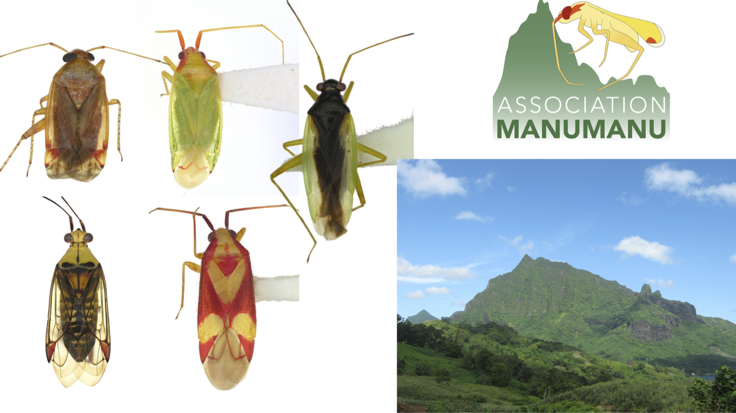 Manumanu Project — The Brad Pack