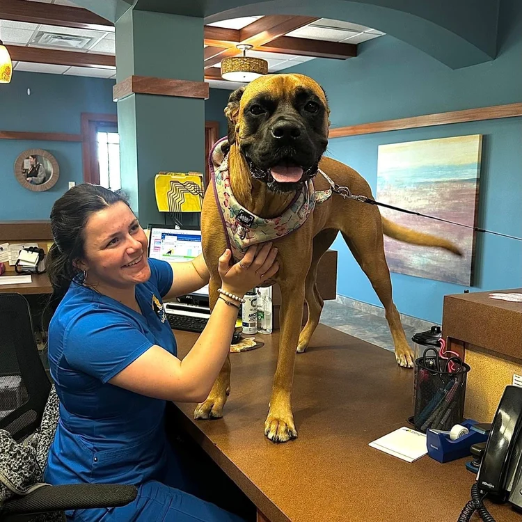 Team 1 — Brighton Animal Clinic