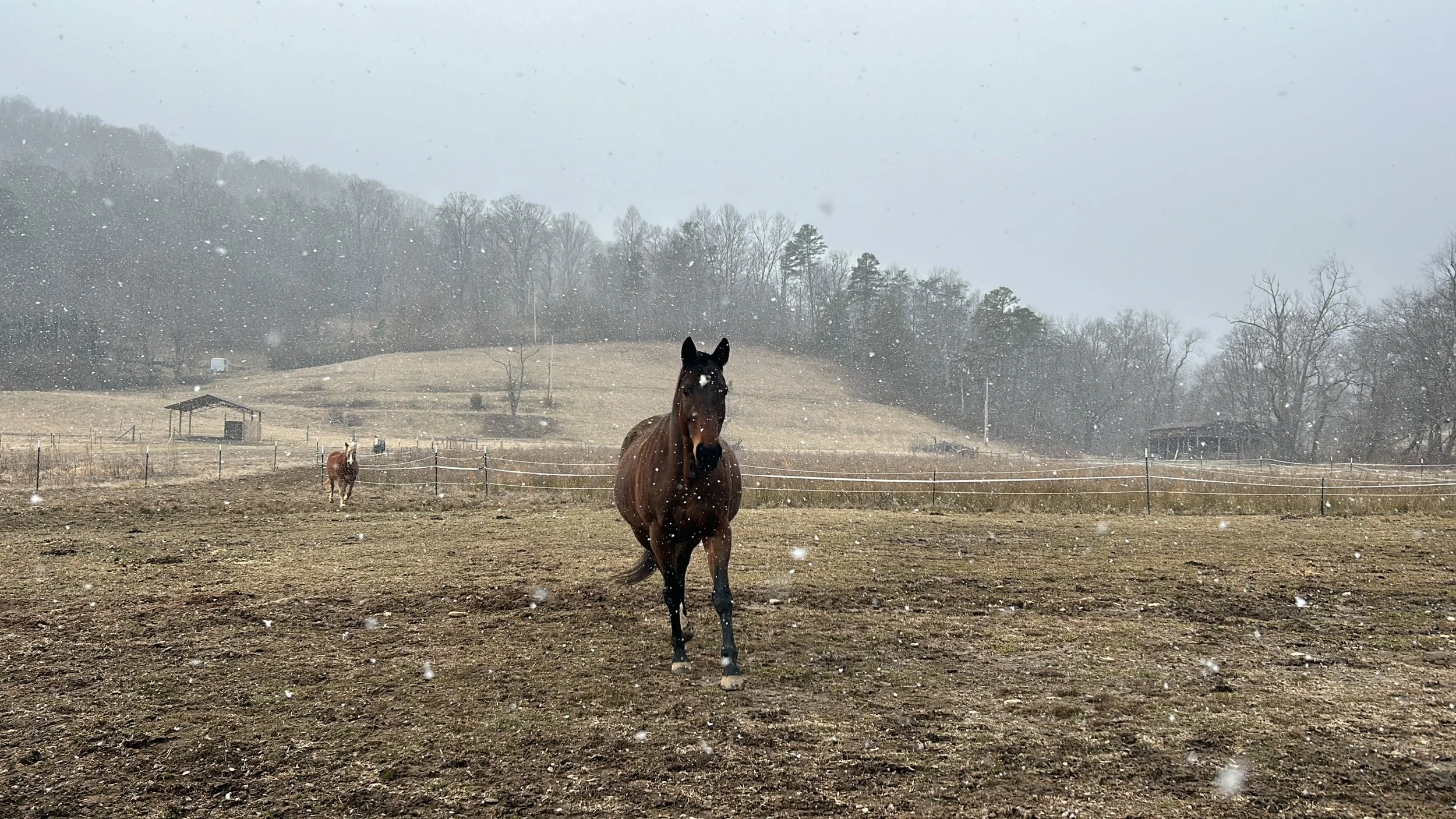 Ruby Ranch in Asheville, NC