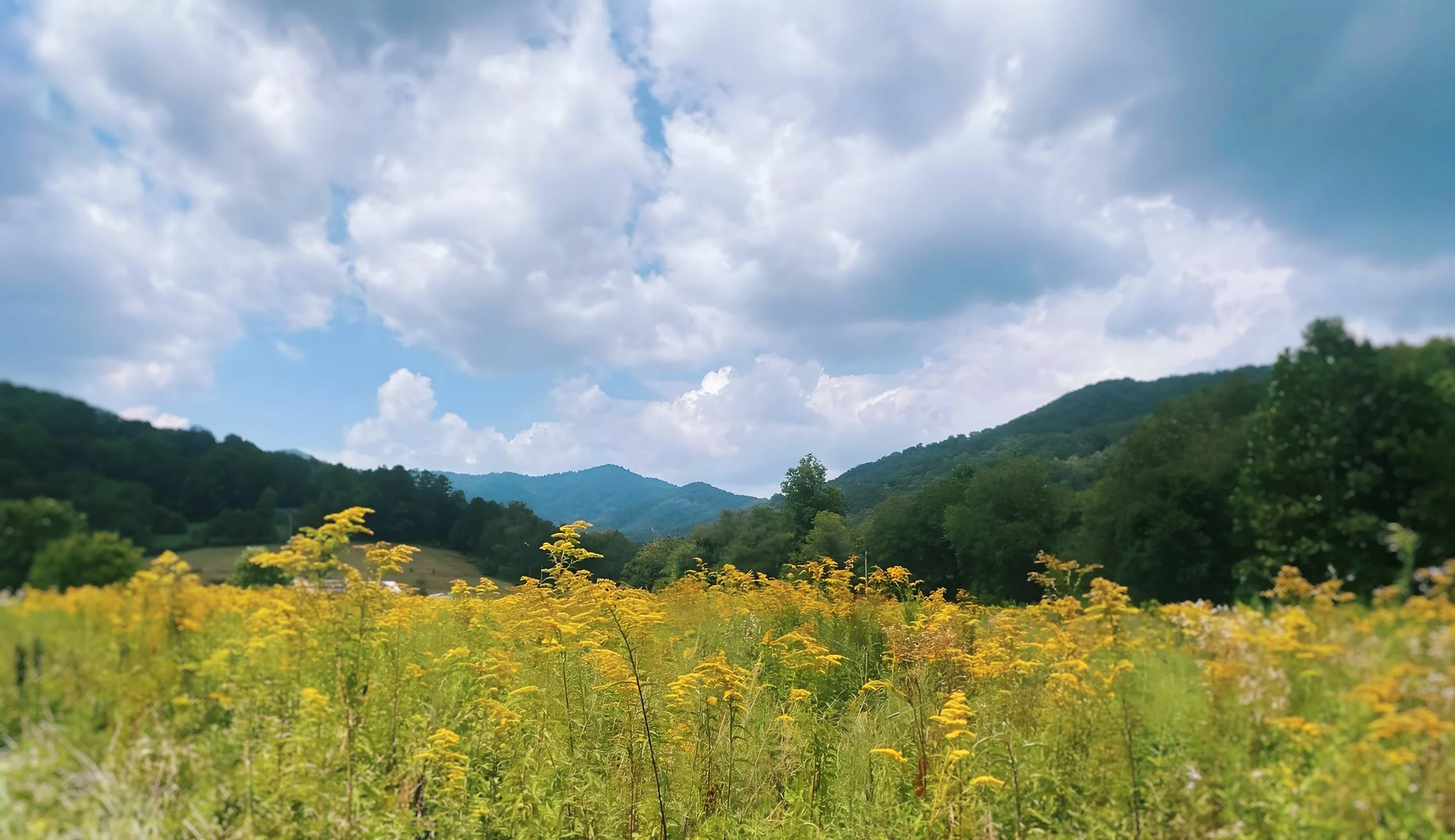 Ruby Ranch in Asheville, NC
