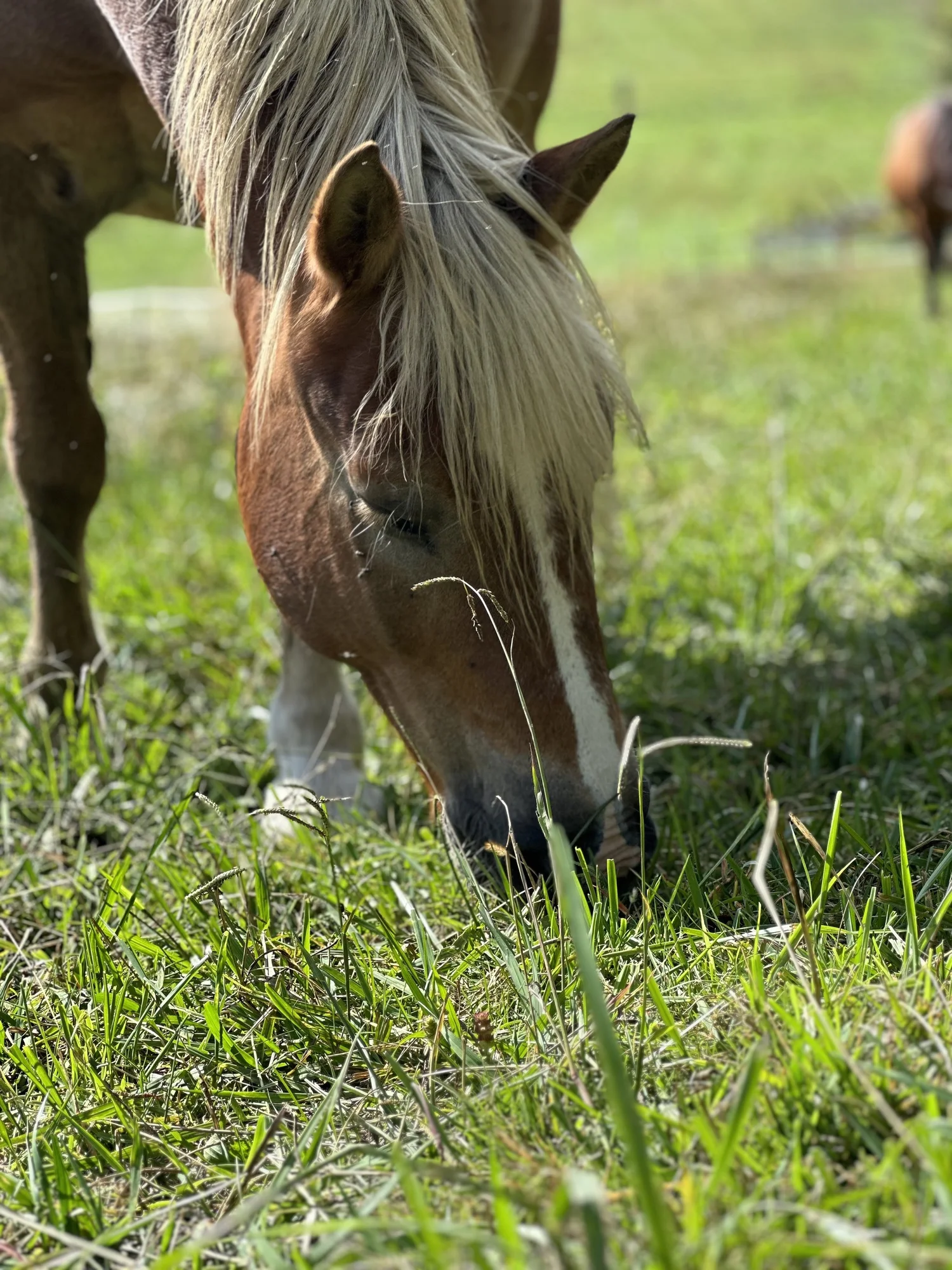 Horse Lessons, Boarding and Workshops — Ruby Ranch