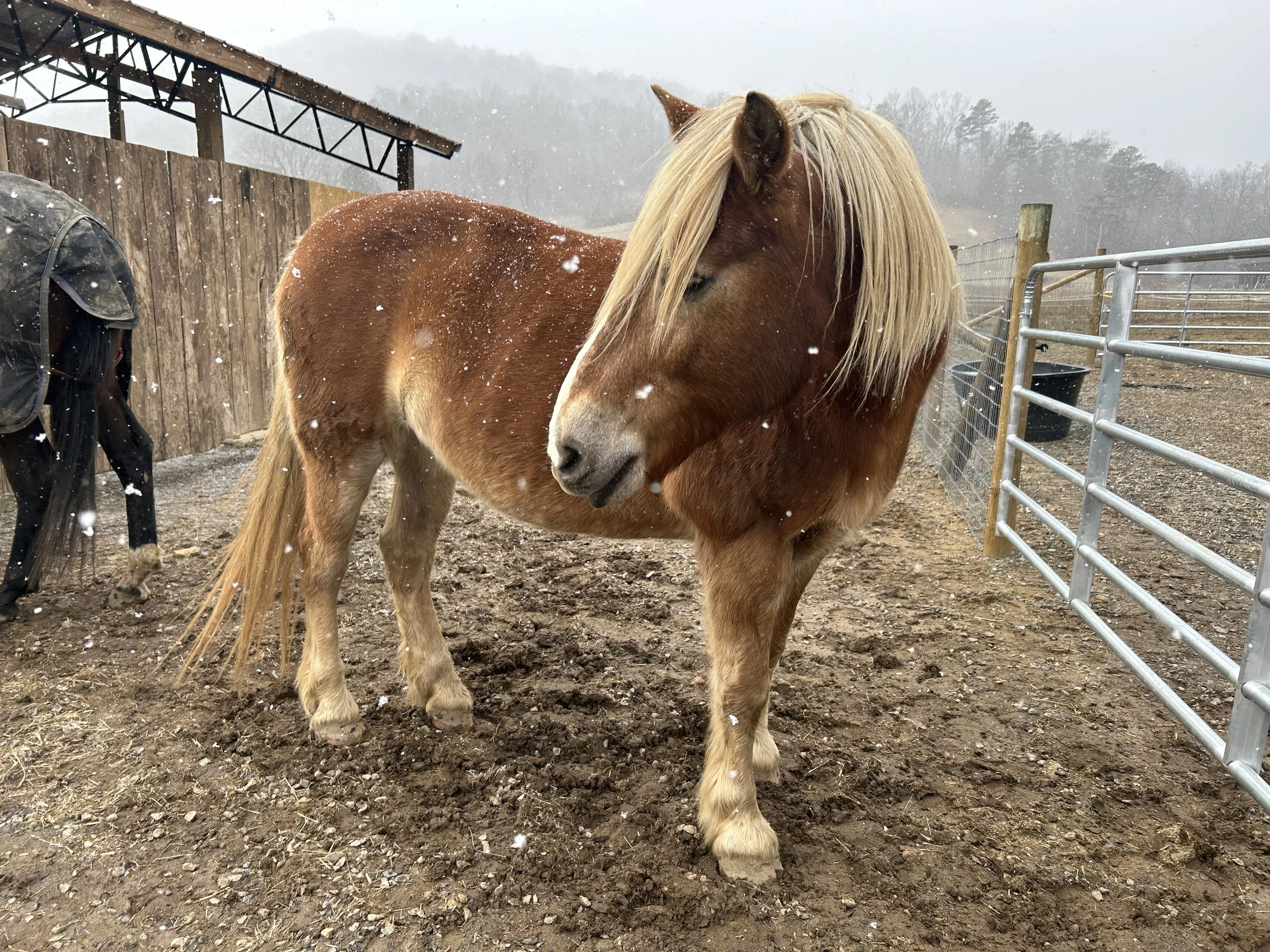 Ruby Ranch in Asheville, NC