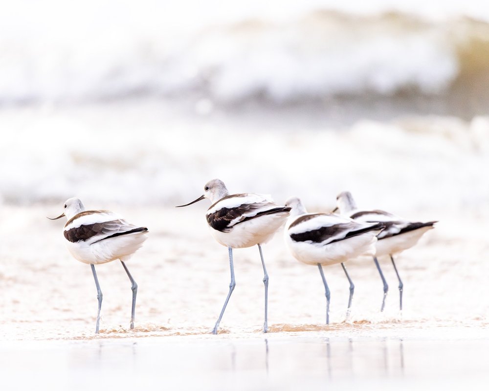 Leif Mitchell Photography