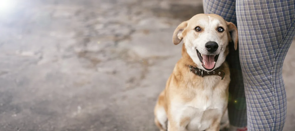 Temporary Foster Care — Dogs Matter