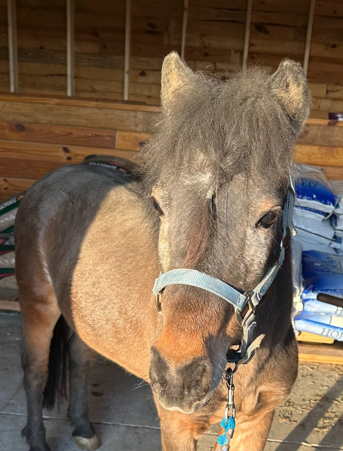 Meet our Lesson Horses — CMV EQUESTRIAN