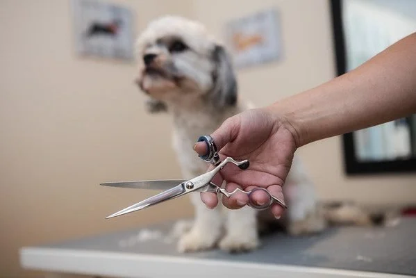 Use & Care of Your Evolution Shears — Evolution Shears