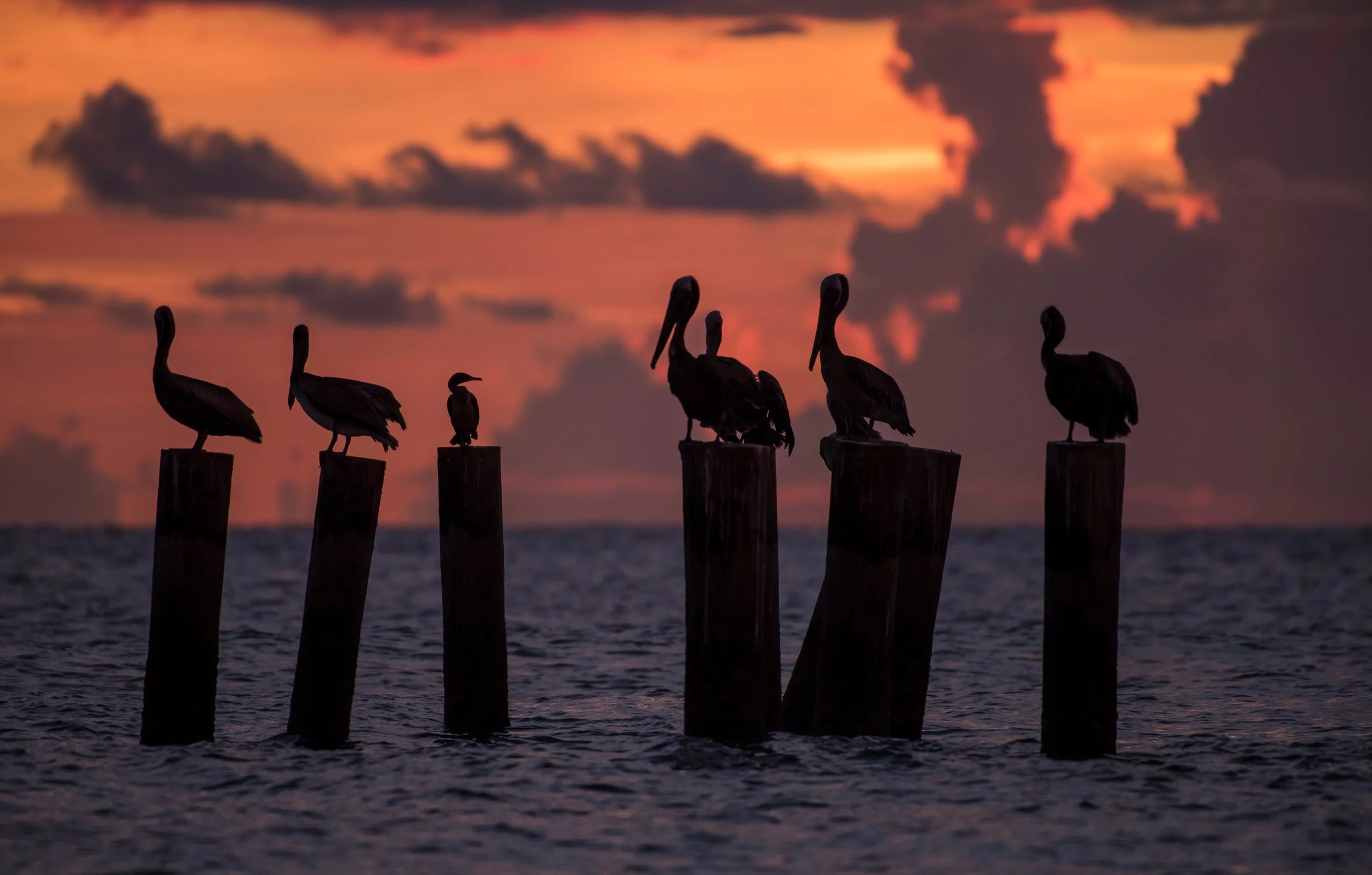 Gulf Coast Guard — Texas Campaign for the Environment