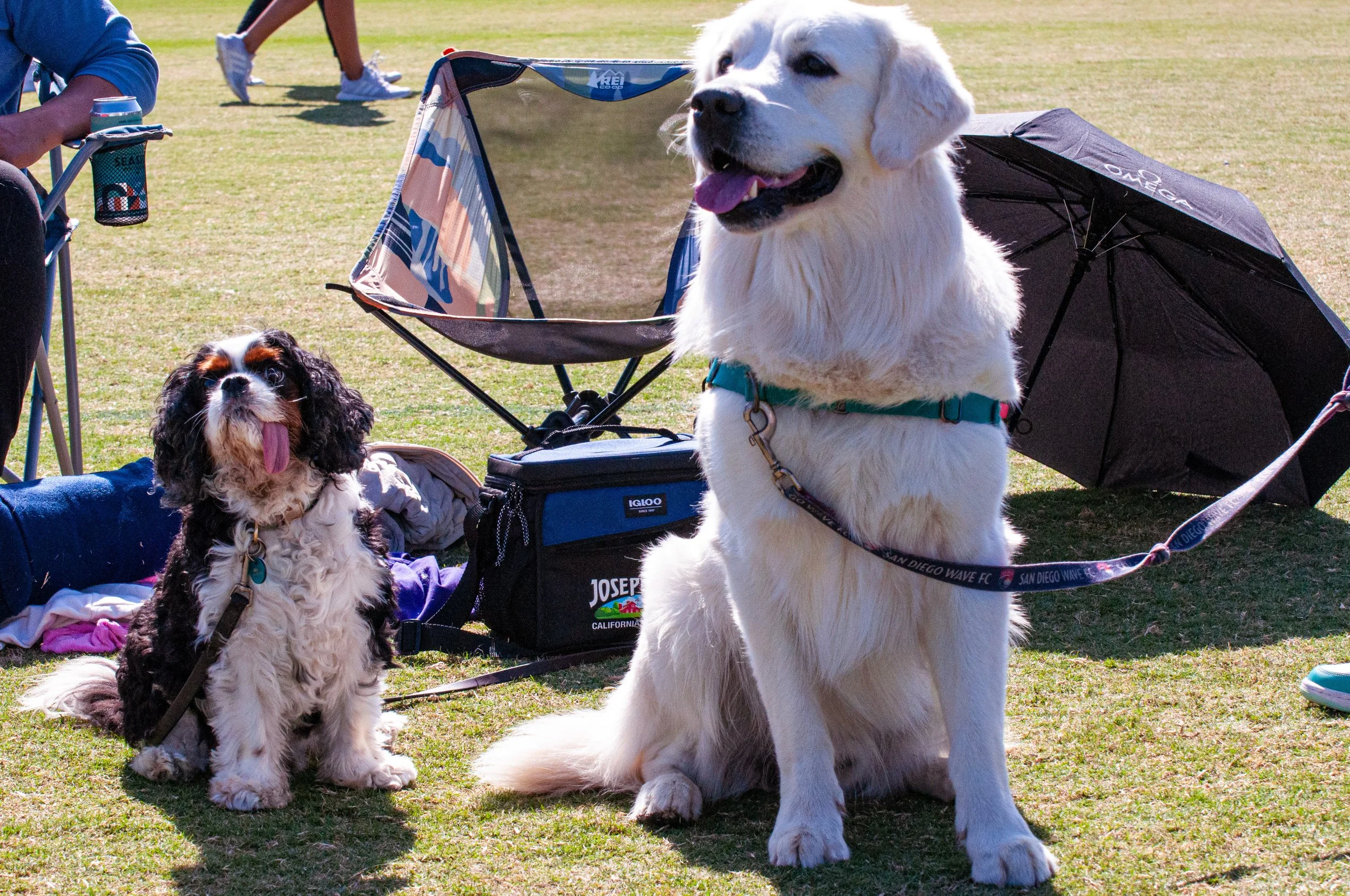 Announcing the Best “Beyond the Big 5” Dog of 2025 — Beyond the Big 5