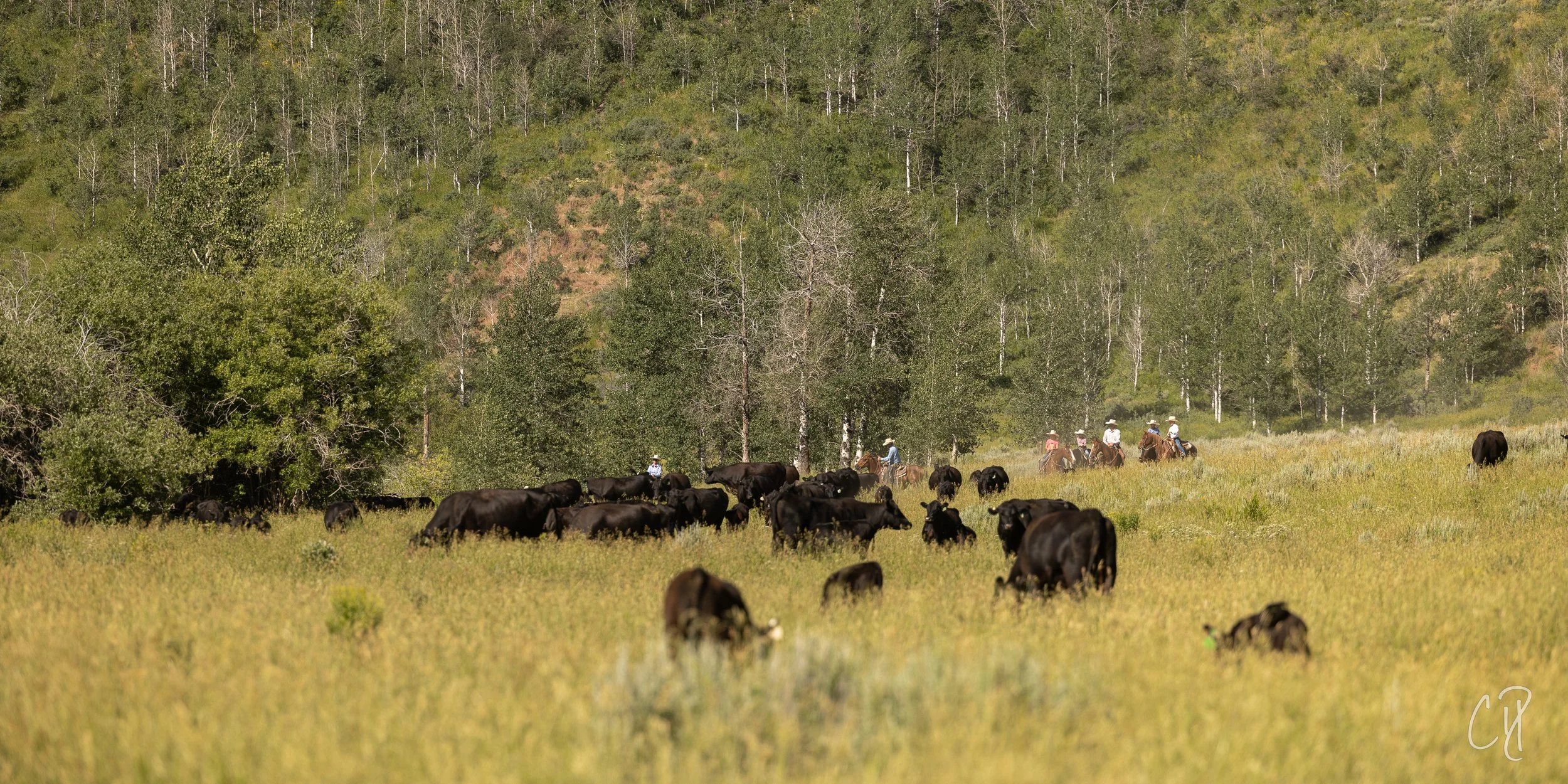 Coyote Creek Ranch | High-Quality Angus Beef | Grass-Fed | Arimo, ID