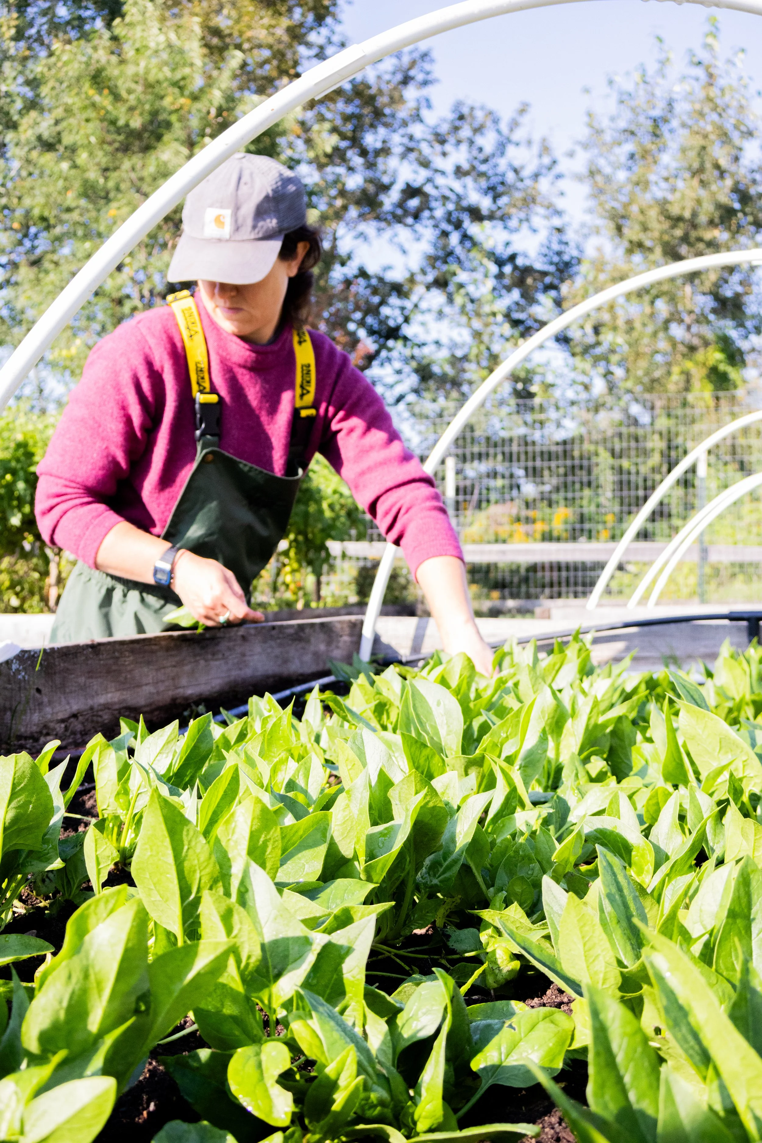 Feeding our Community — Partridge Creek Farm