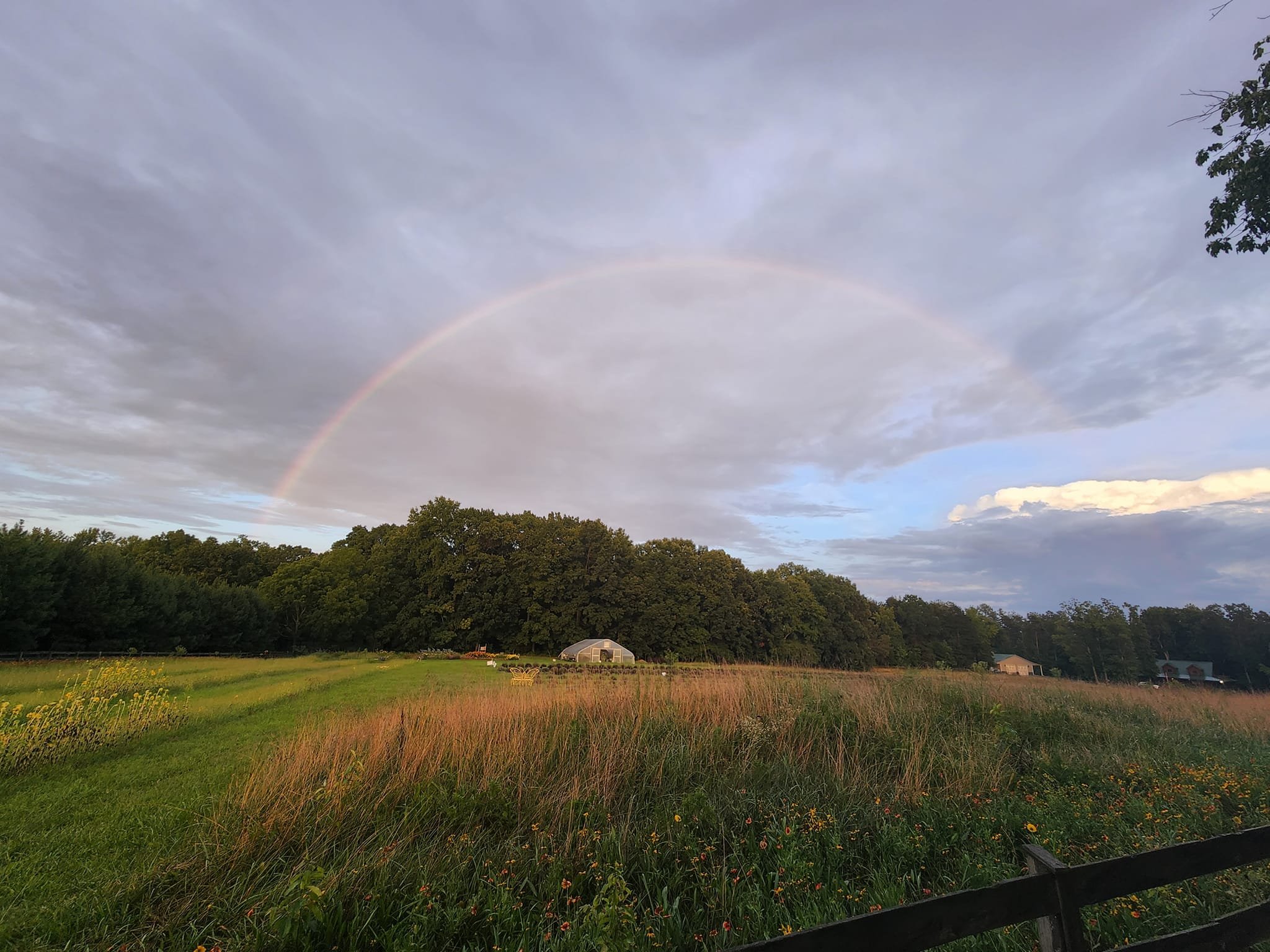 Red Feather Ranch | Naturally Grown Lavender | Fresh Flowers ...
