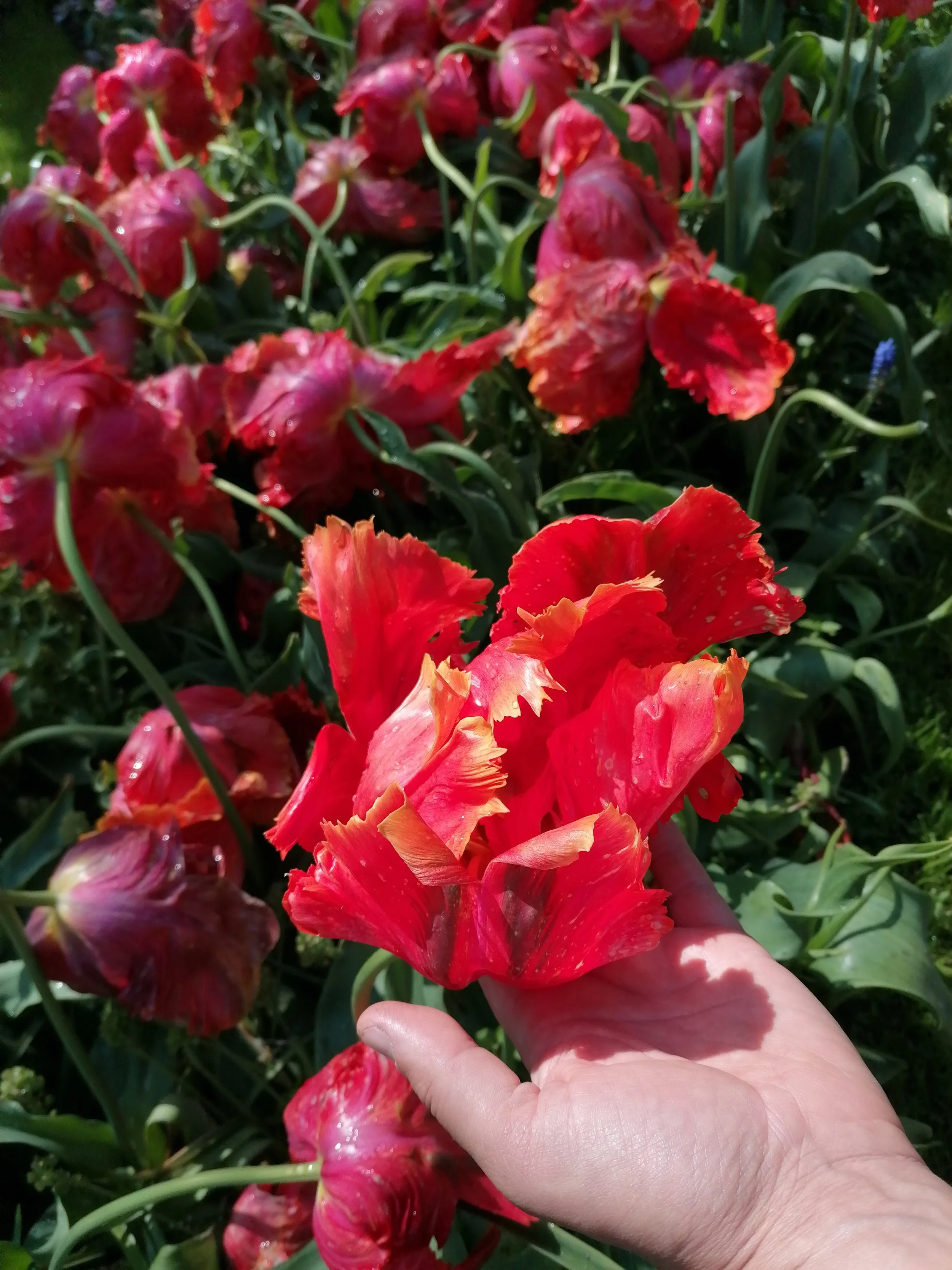 Fleuropean Floral Artist Retreat — Howe Hill Flowers