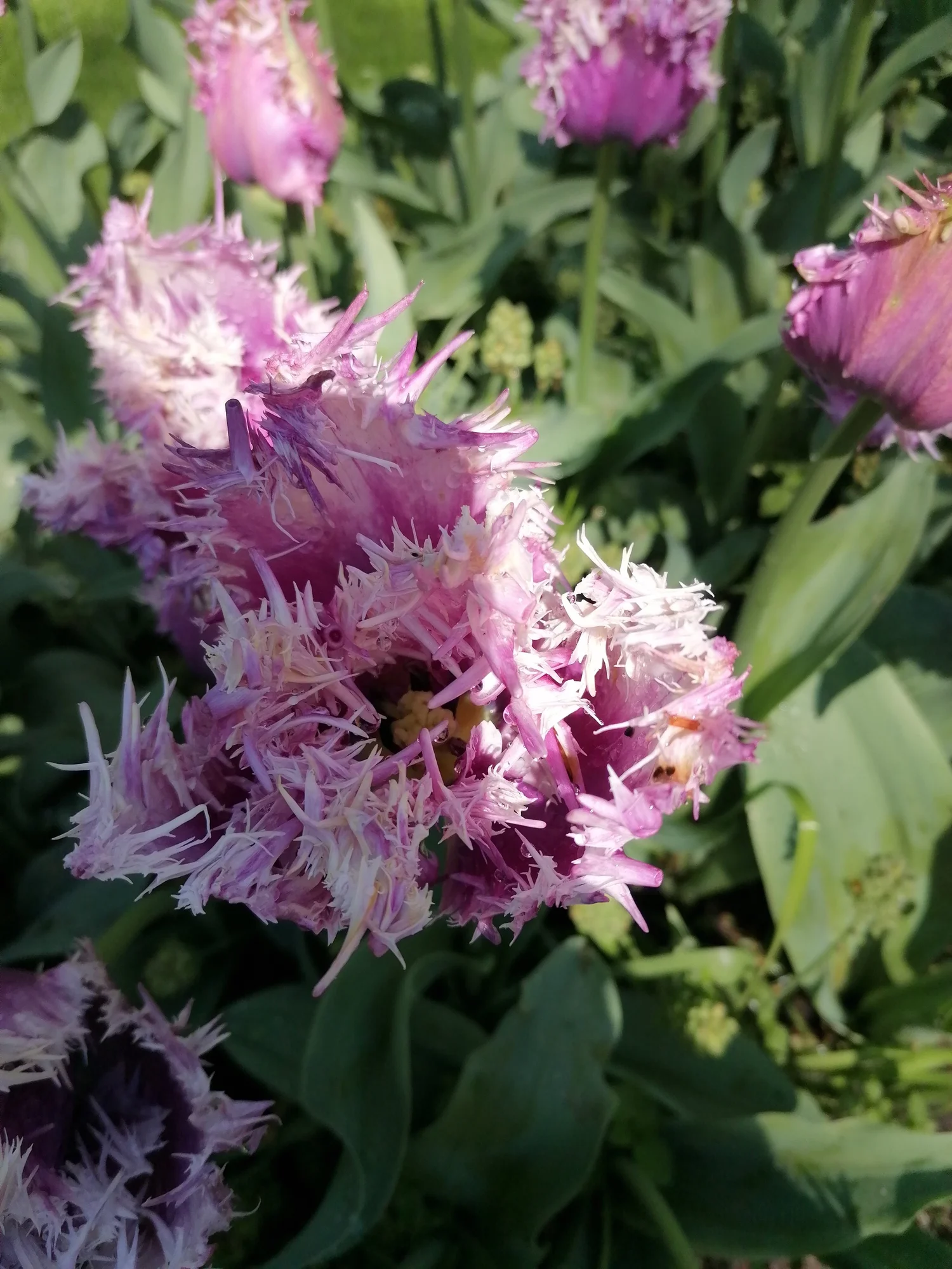 Fleuropean Floral Artist Retreat — Howe Hill Flowers