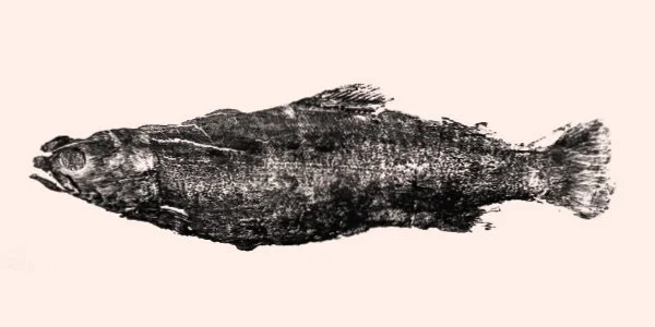 Stony Creek Fish Farm