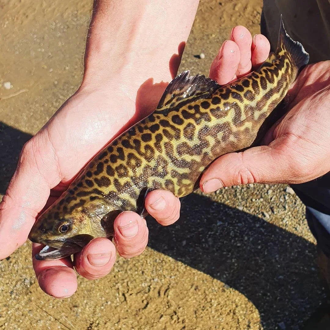 Visit Us: Fishing, Gourmet Shop & Cafe in Bright — Stony Creek Fish Farm