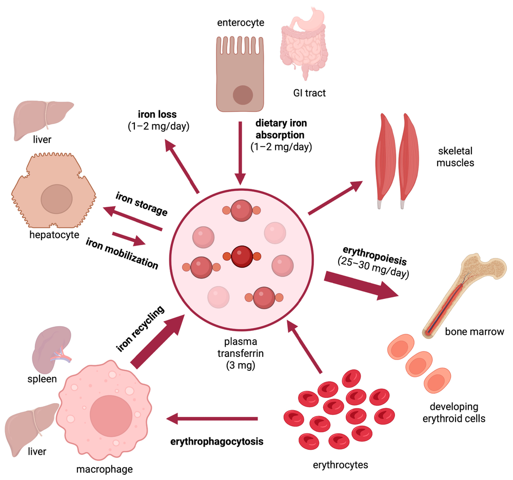 Ferritin, Iron Deficiency, and Why “Low-Normal” May Not Be Good Enough ...