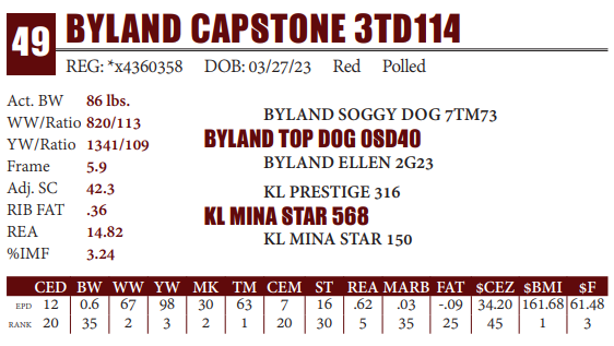 Byland Purebred Shorthorns — Byland Farms