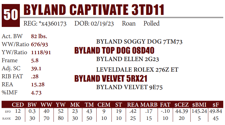 Byland Purebred Shorthorns — Byland Farms
