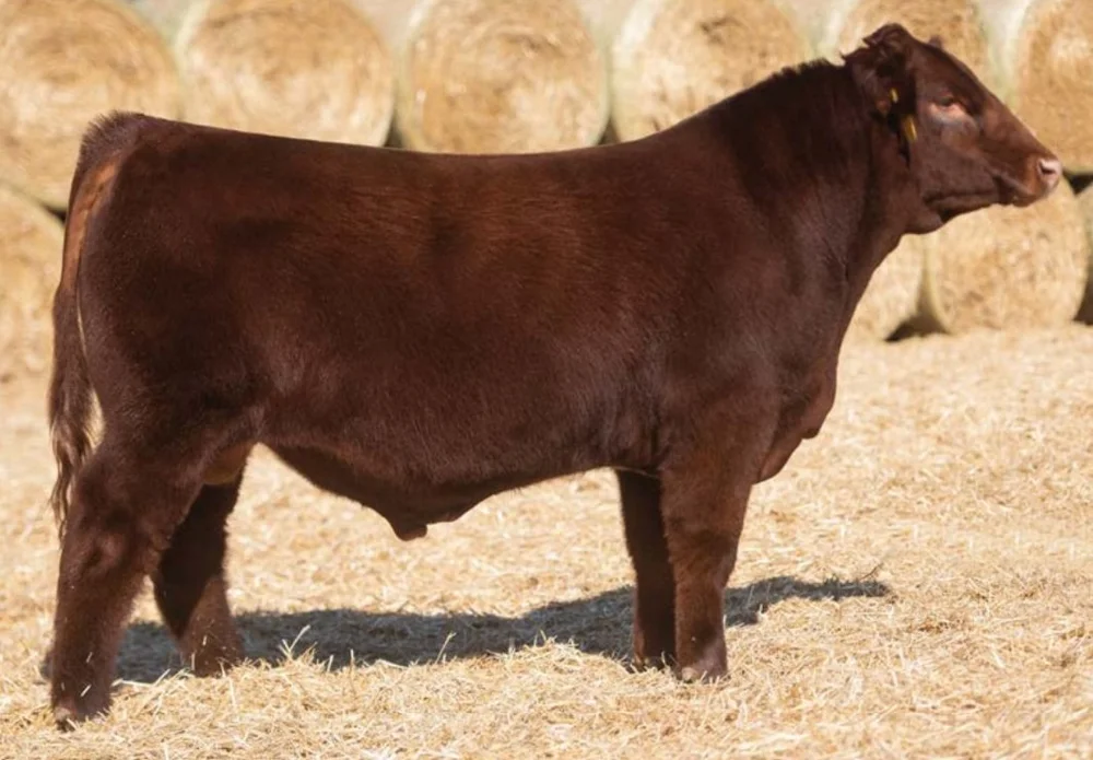 Byland Purebred Shorthorns — Byland Farms