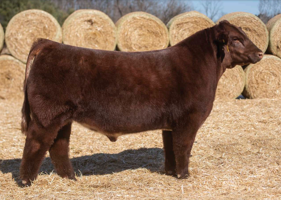 Byland Purebred Shorthorns — Byland Farms