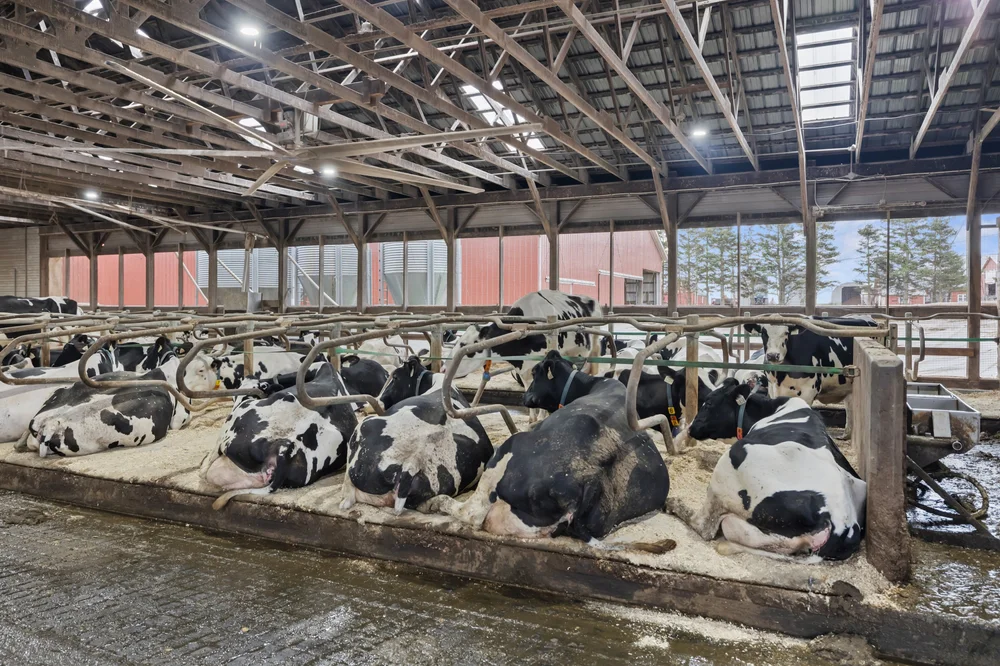 PEI DAIRY FARM FOR SALE | 152 KGS | 306 ACRES