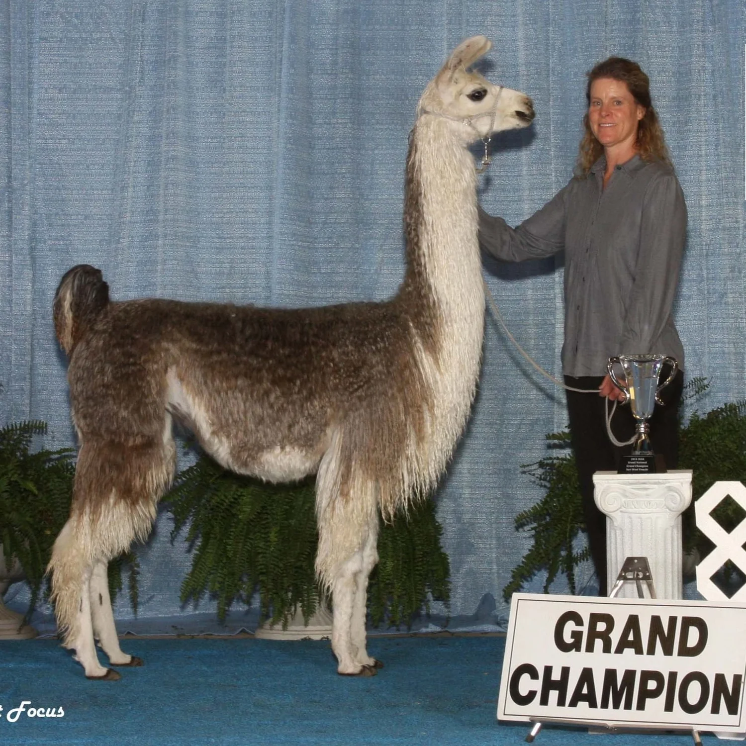 Tall Tail Ranch | Quality Llamas & Llama Products | Collbran, CO