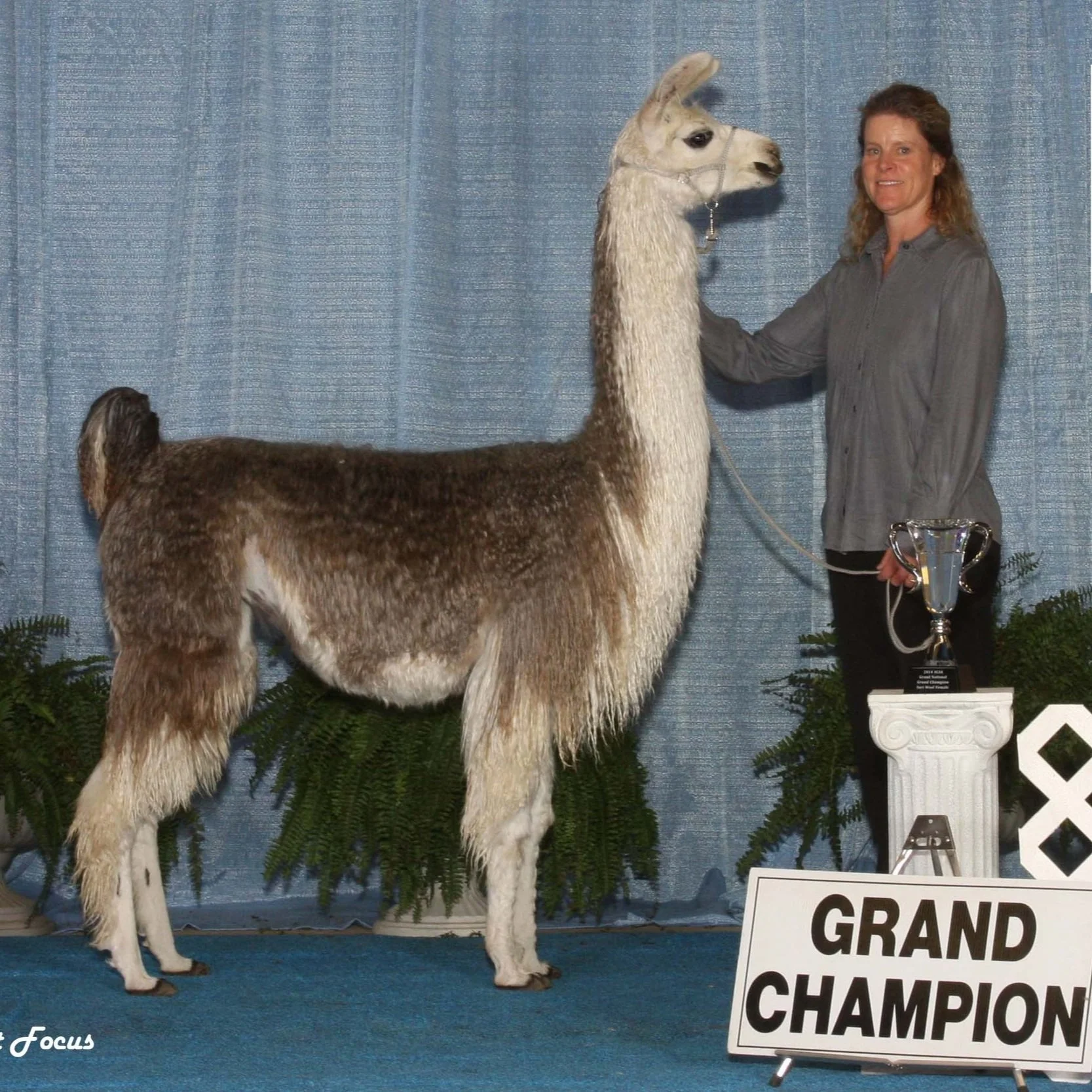 Tall Tail Ranch | Quality Llamas & Llama Products | Collbran, CO