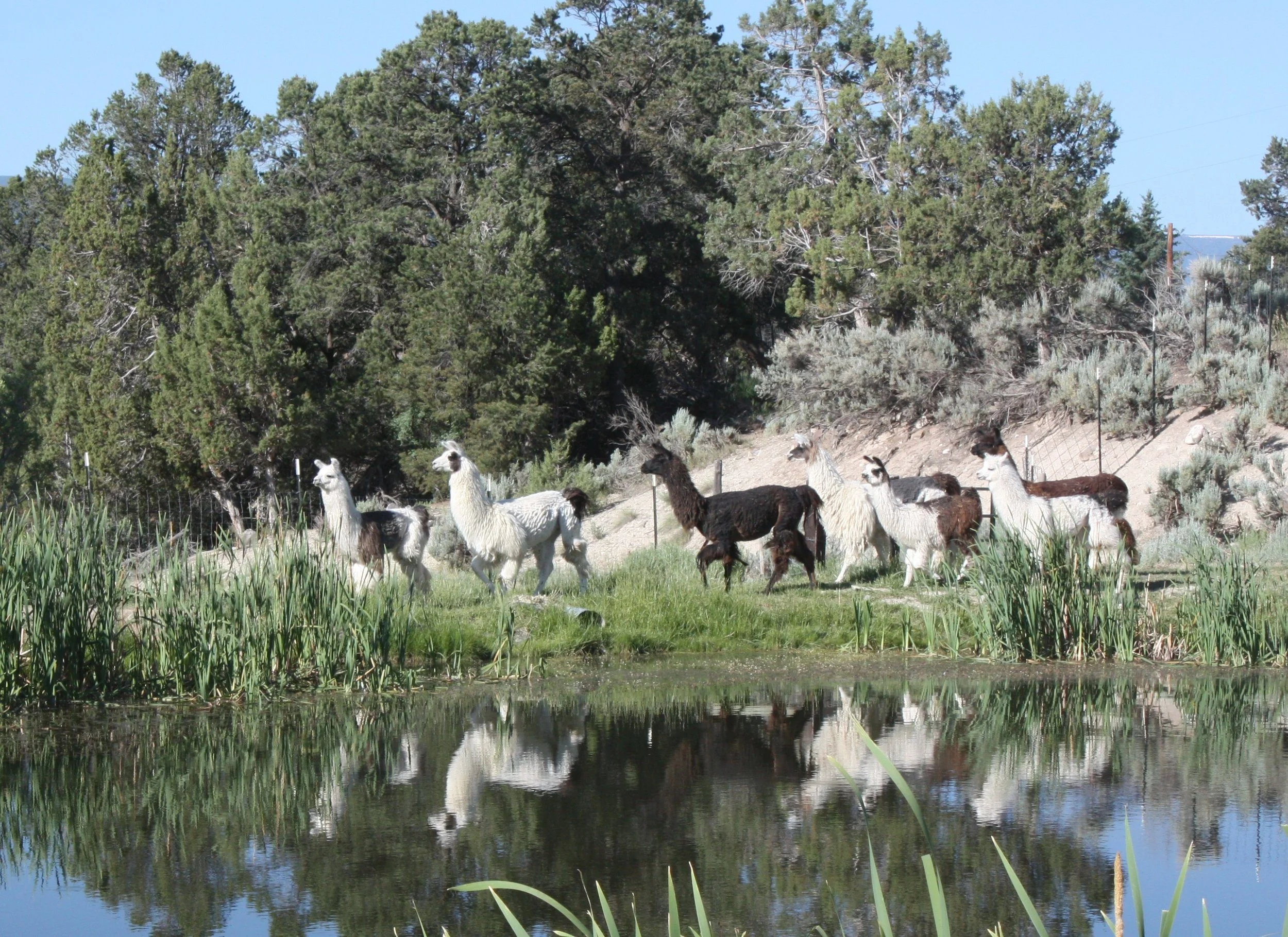 About | Collbran, CO — Tall Tail Ranch