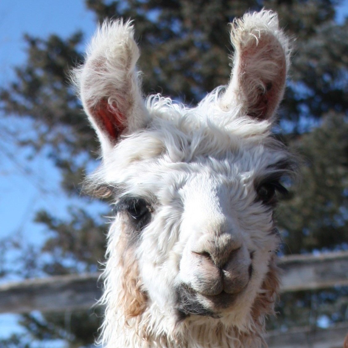 Tall Tail Ranch | Quality Llamas & Llama Products | Collbran, CO
