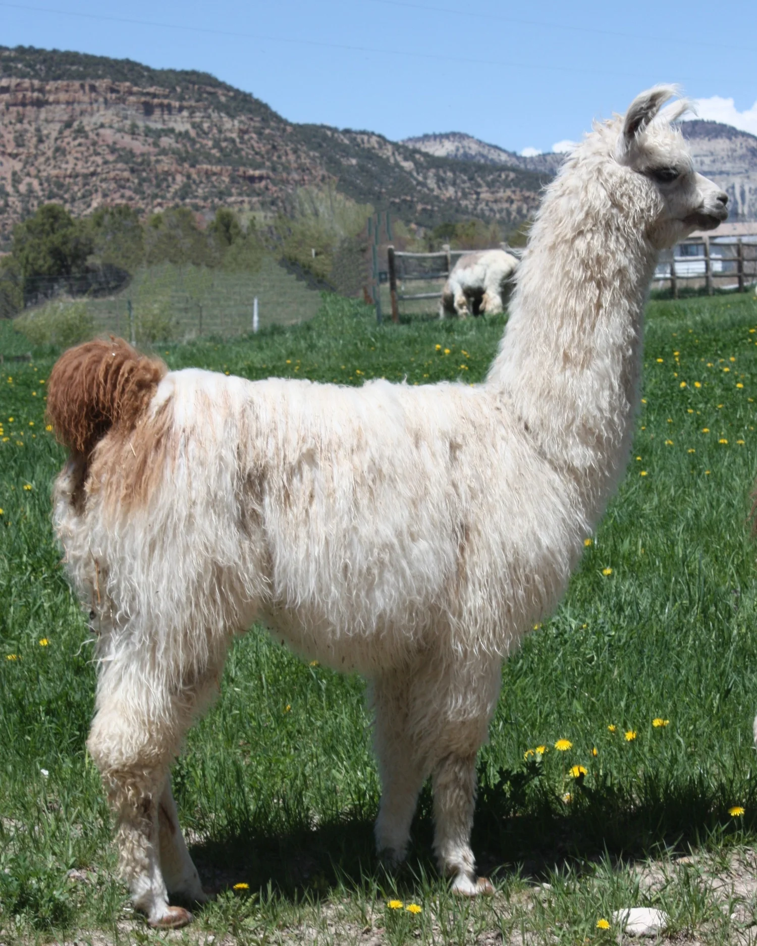 Tall Tail Ranch | Quality Llamas & Llama Products | Collbran, CO