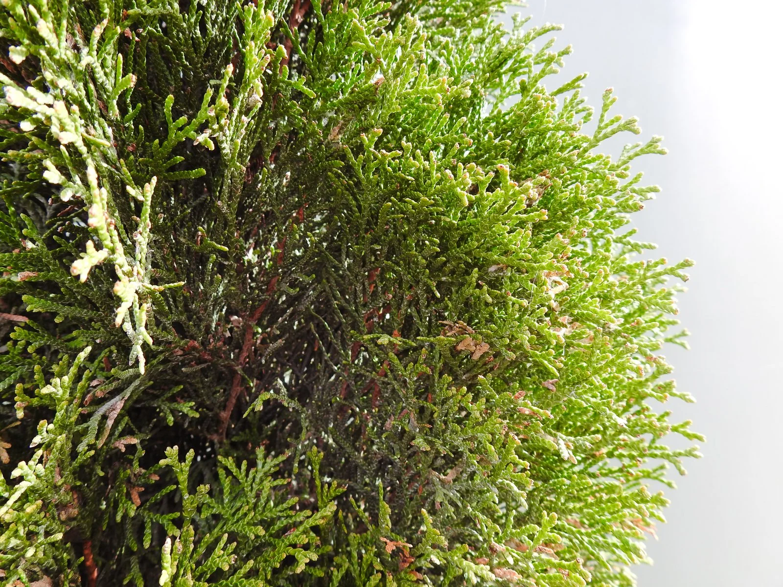 Thuja occidentalis 'Smaragd' — Statement Trees