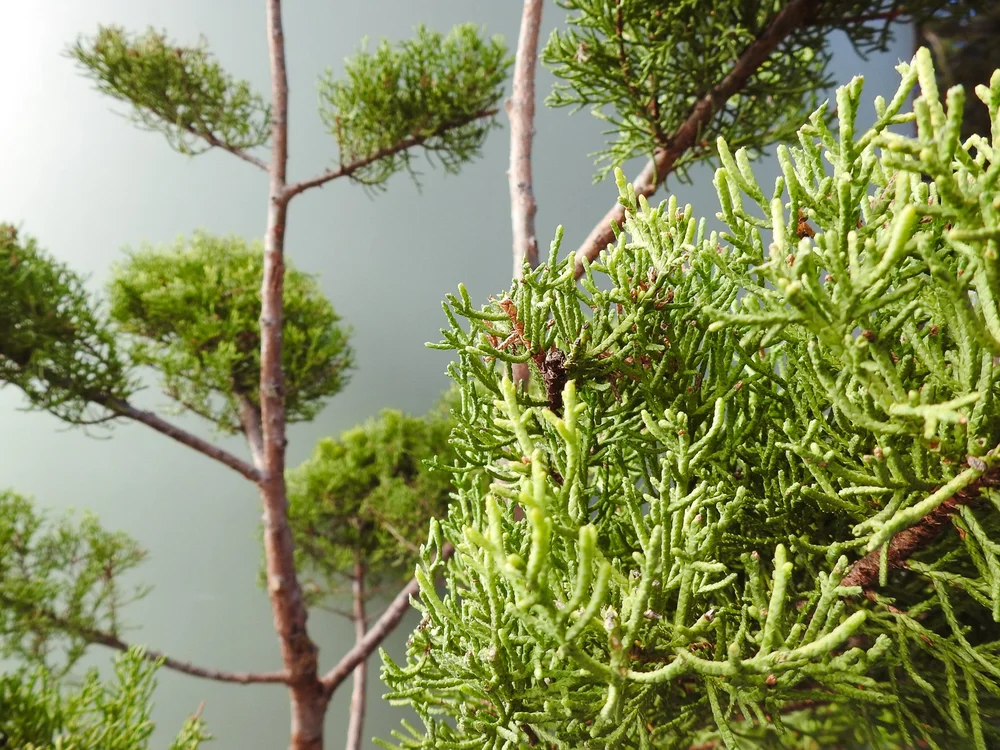 Statement Range — Statement Trees