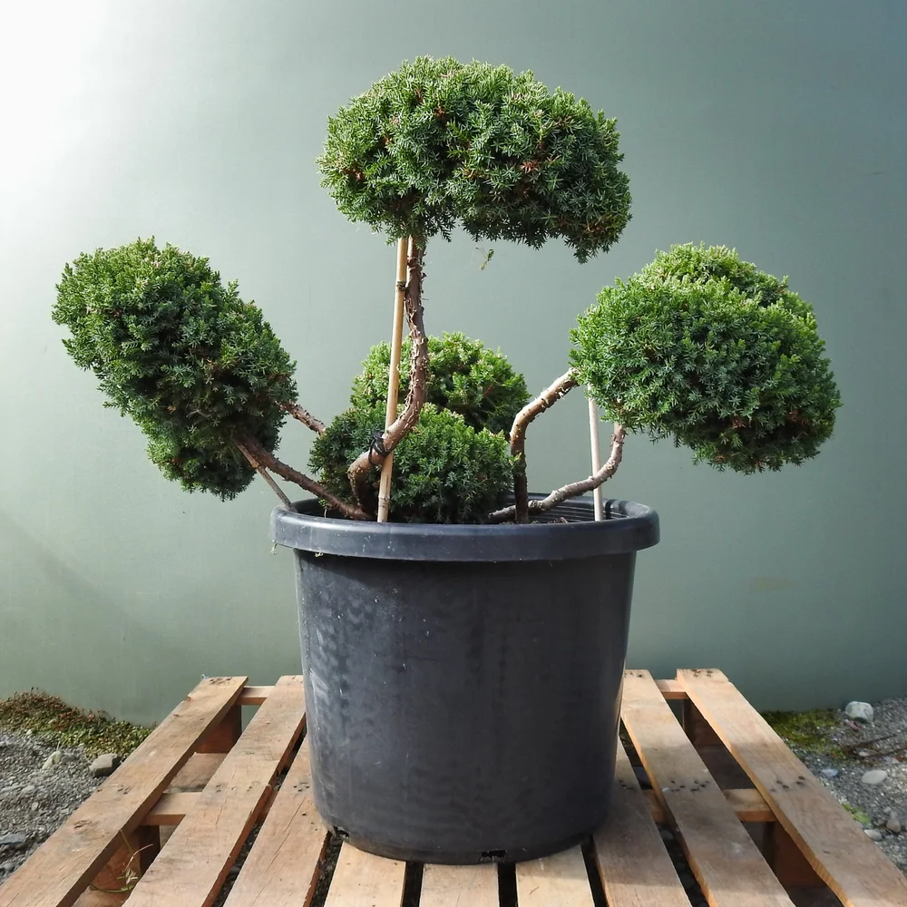 Statement Range — Statement Trees