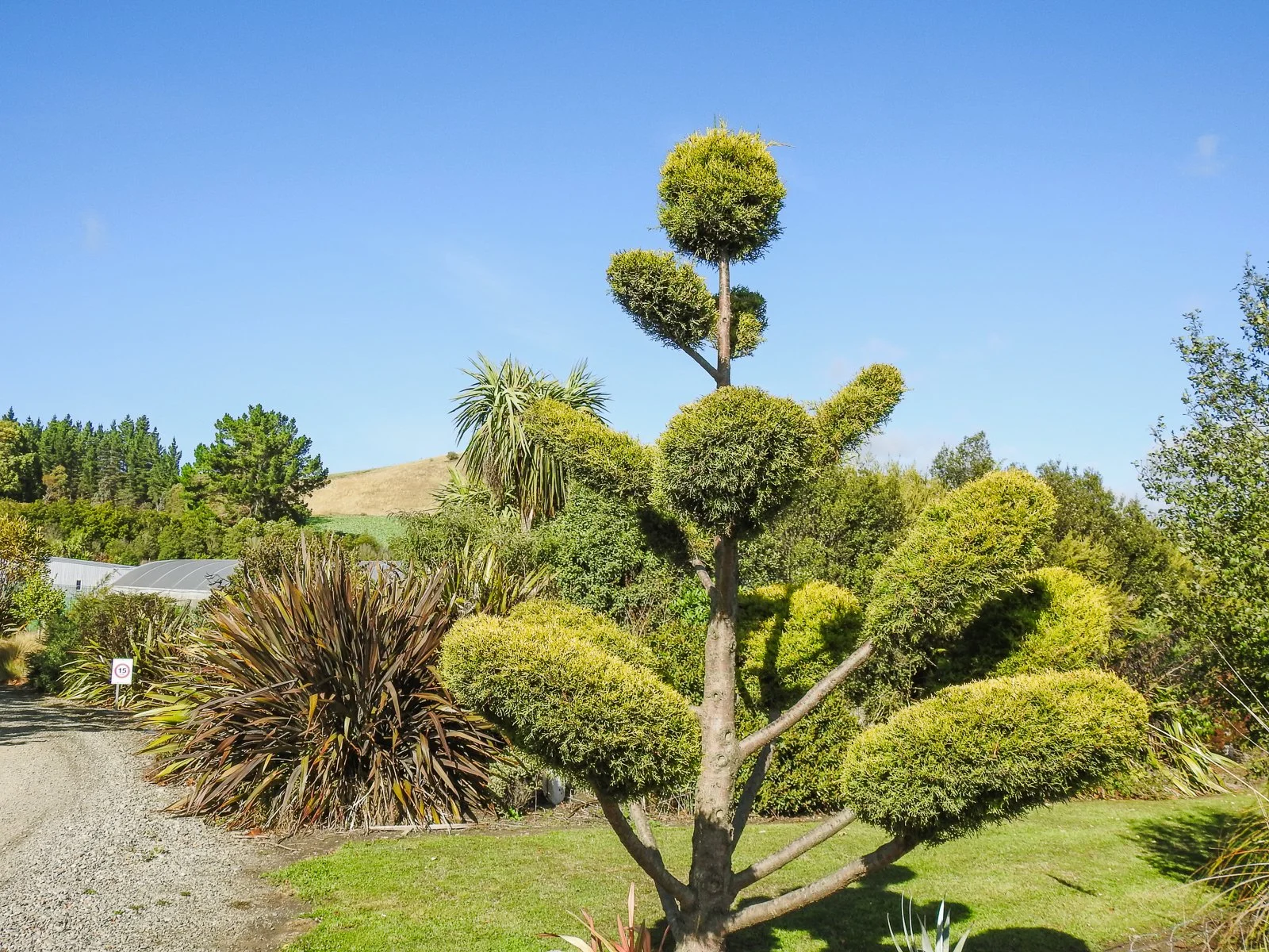 Gallery — Statement Trees
