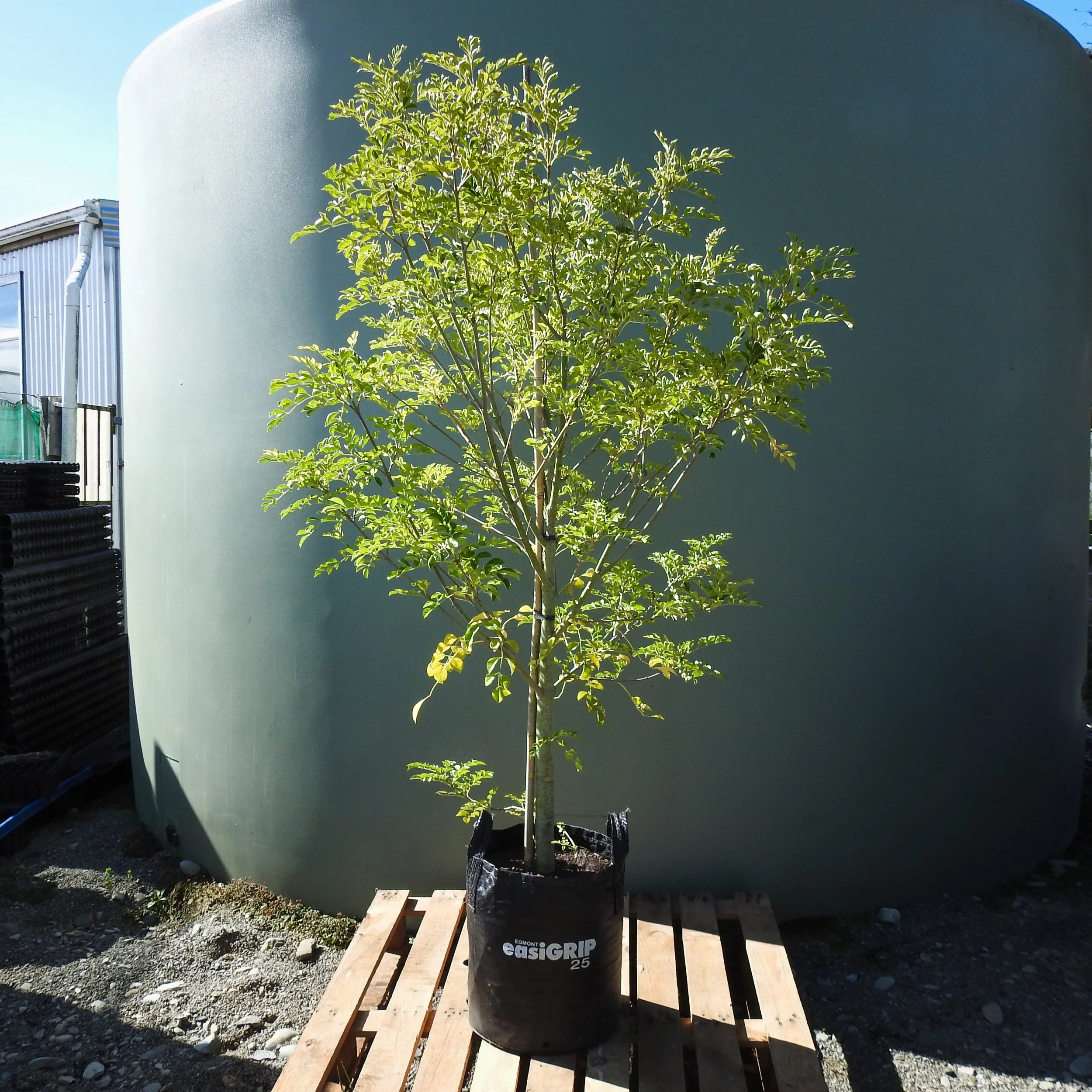 Evergreen — Statement Trees