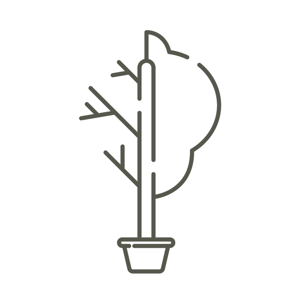 Deciduous — Statement Trees