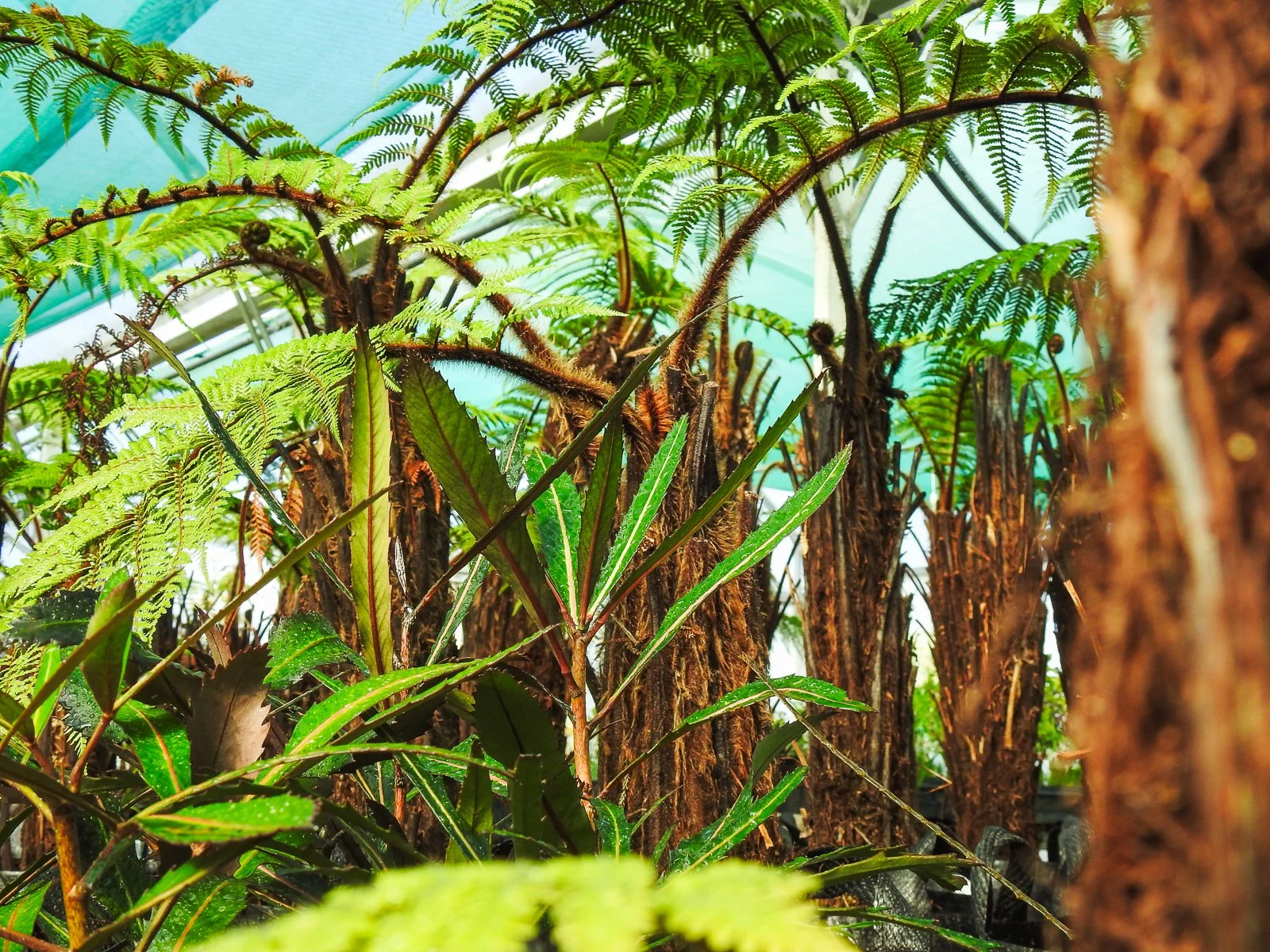 Gallery — Statement Trees