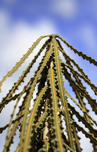 Tūmanako — Youth SouthWest Christchurch