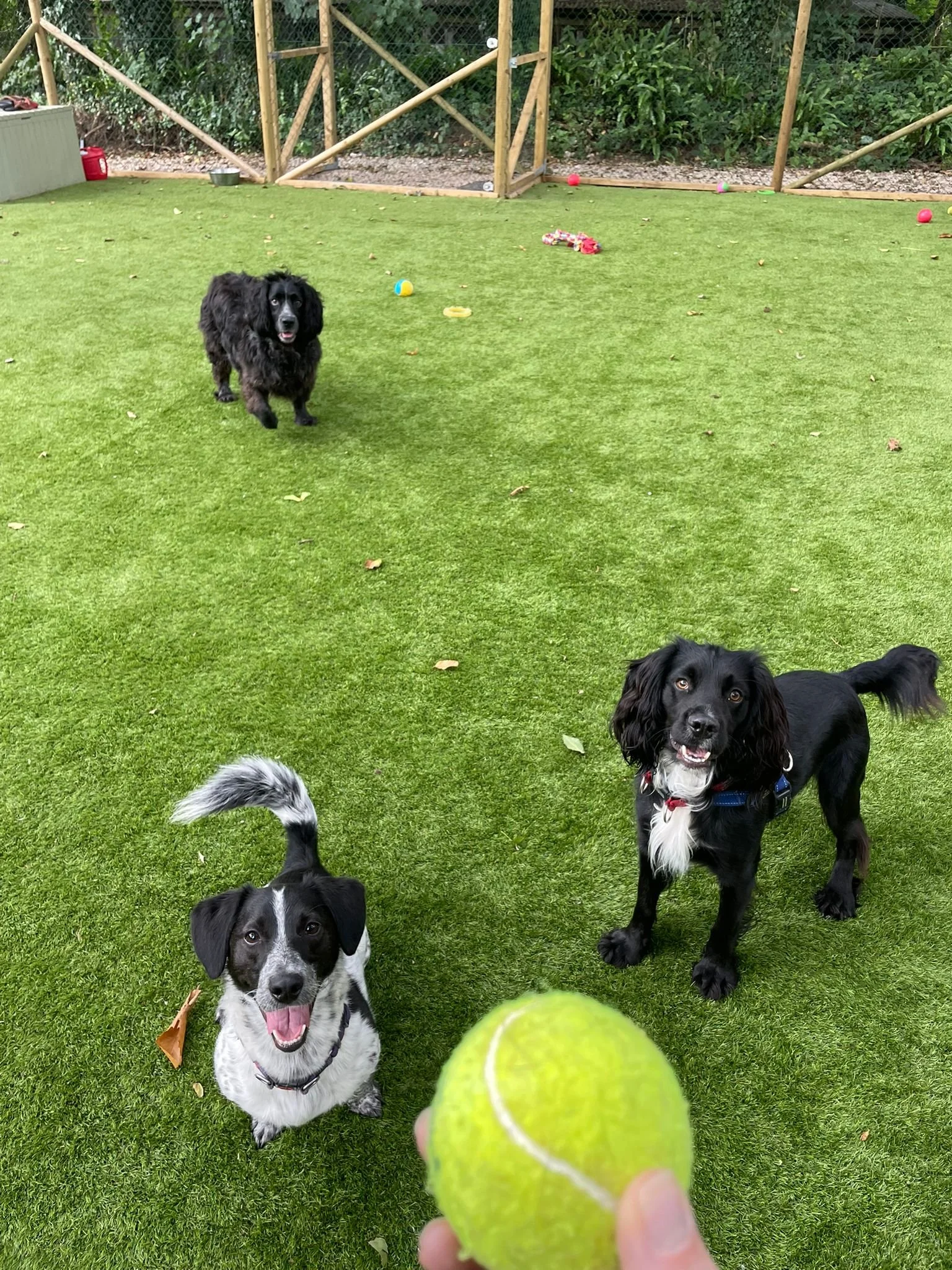 KENNELS AND CATTERY CORNWALL — TRUTHWALL MILL KENNELS AND CATTERY CORNWALL