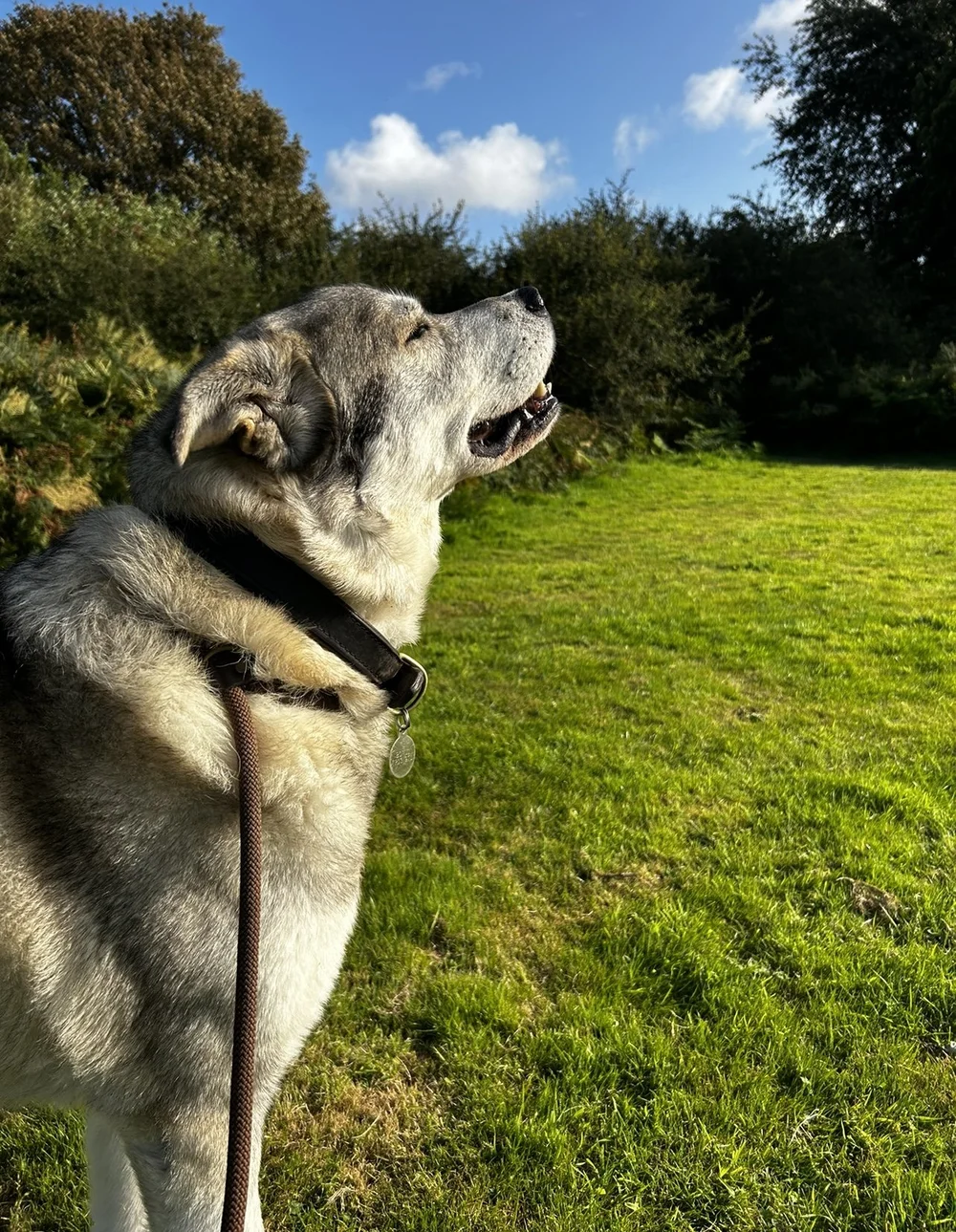 KENNELS AND CATTERY CORNWALL — TRUTHWALL MILL KENNELS AND CATTERY CORNWALL